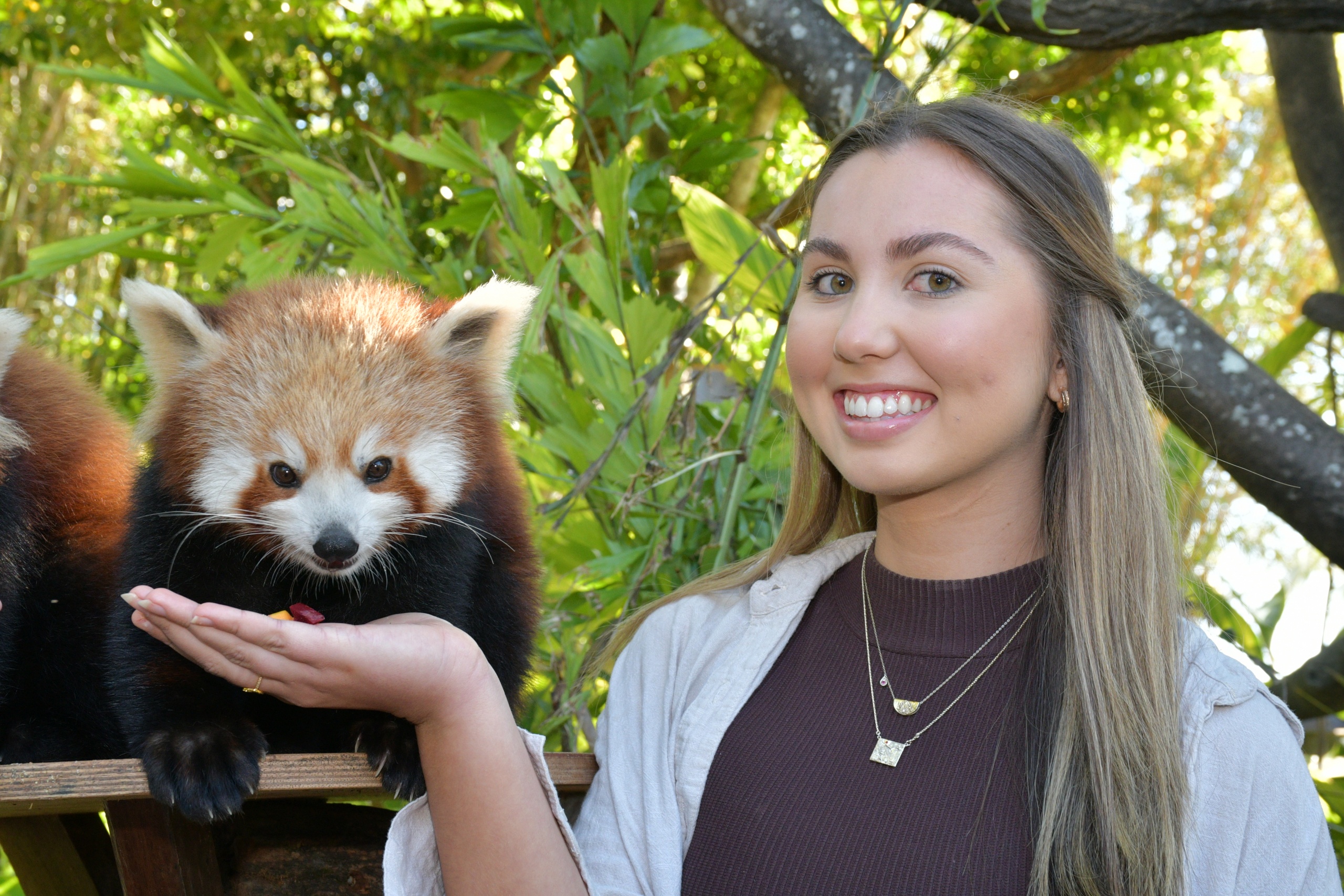 Rascally Red Panda Encounter - Australia Zoo