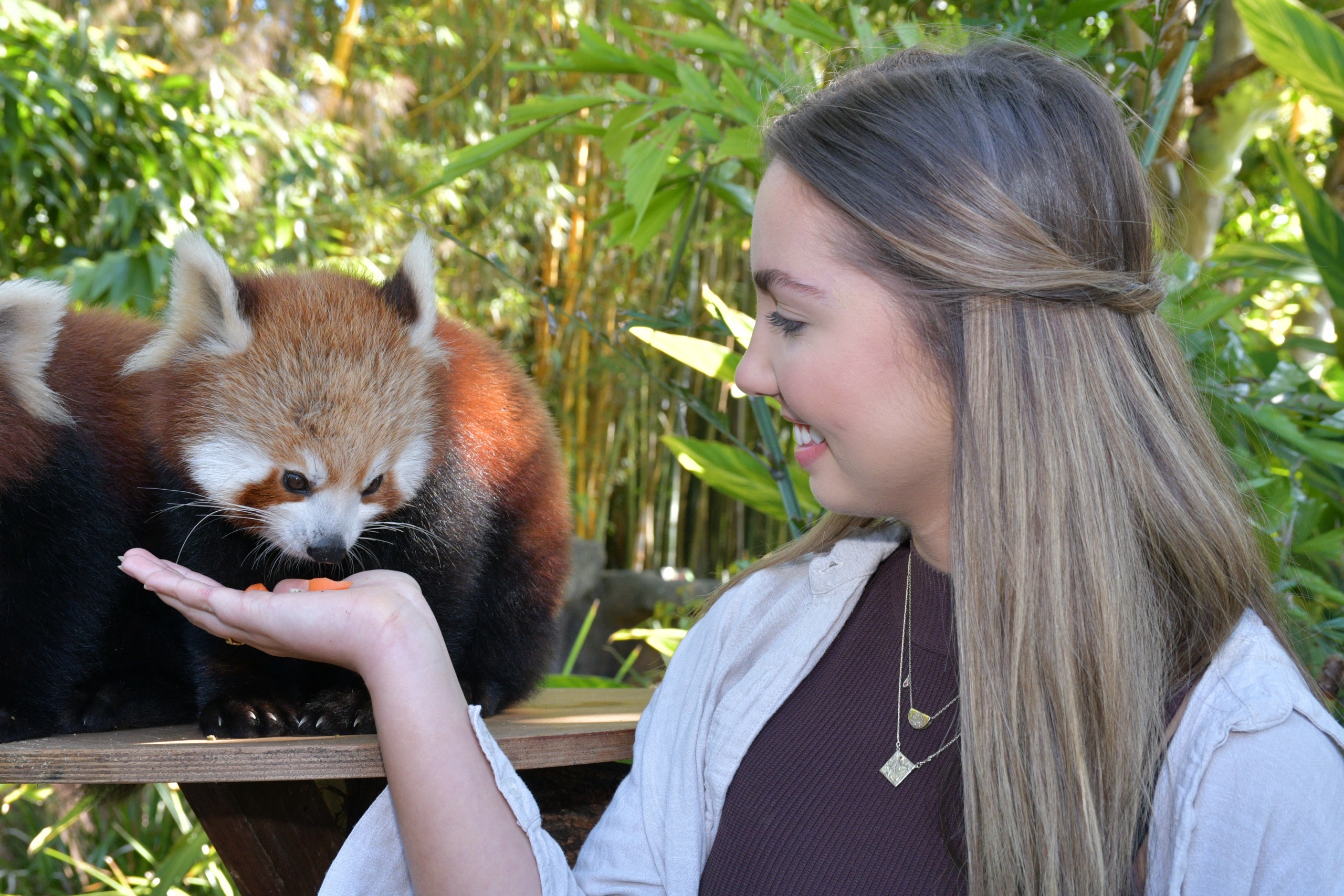 Rascally Red Panda Encounter - Australia Zoo