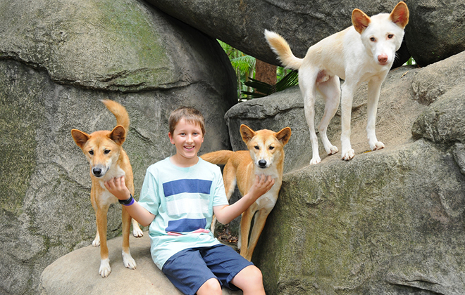 By Jingo Dingo Encounter - Australia Zoo