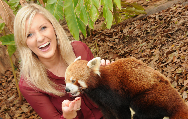 Rascally Red Panda Encounter - Australia Zoo