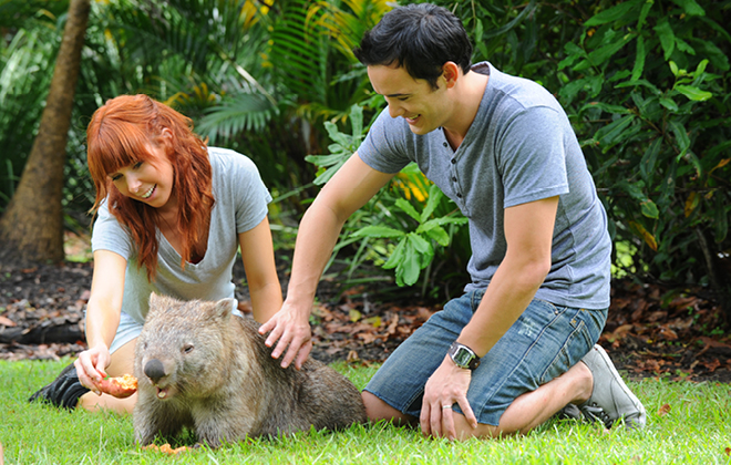 Naughty Wombat Encounter - Australia Zoo