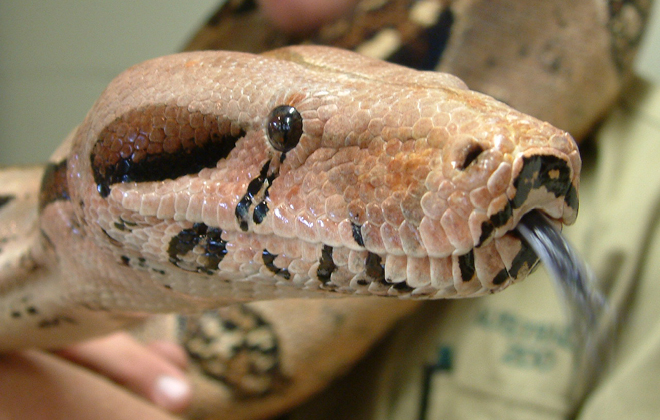 Boa Constrictor - Australia Zoo