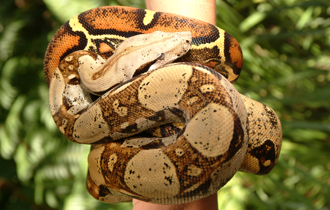 Boa Constrictor - Australia Zoo