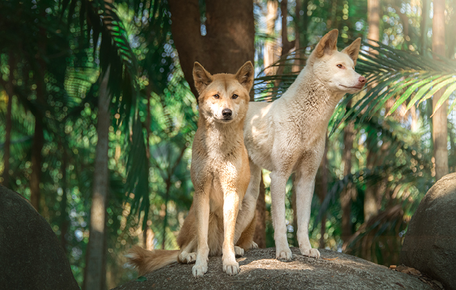 Dingoes - Australia Zoo