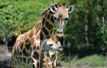 Giraffe - Australia Zoo