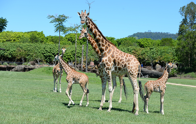 Giraffe - Australia Zoo