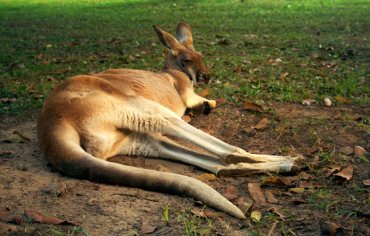 Red Kangaroo - Australia Zoo