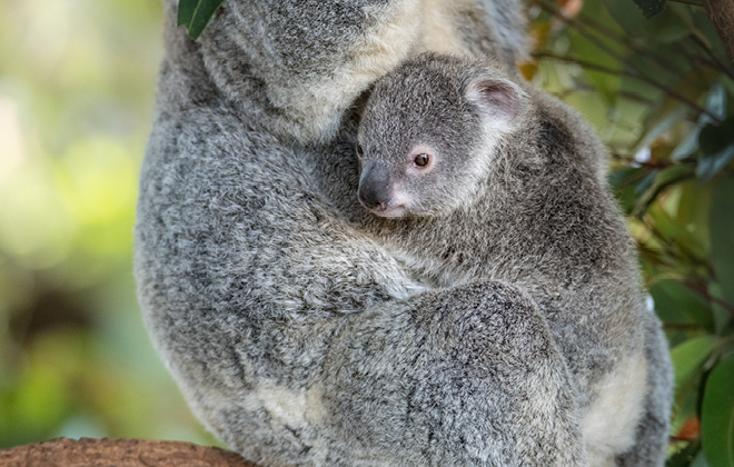 Koala - Australia Zoo