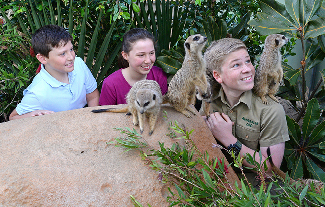 Meerkats - Australia Zoo