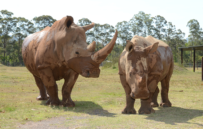 Southern White Rhinoceros - Australia Zoo