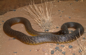 Inland Taipan / Fierce Snake - Australia Zoo