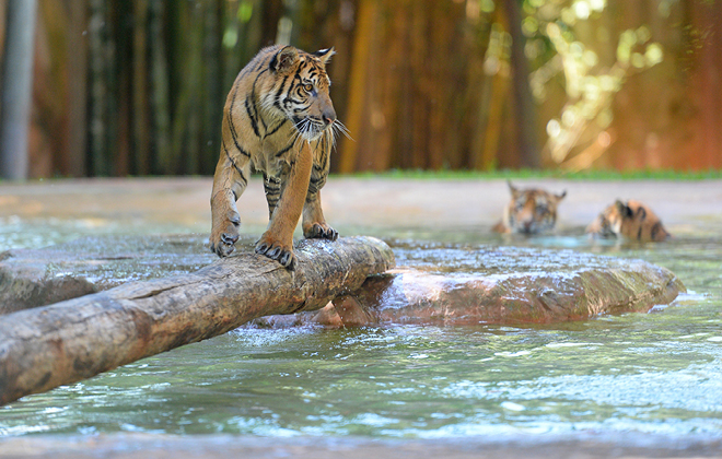 Sumatran Tiger - Australia Zoo