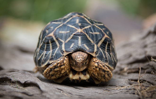 Star Tortoise - Australia Zoo