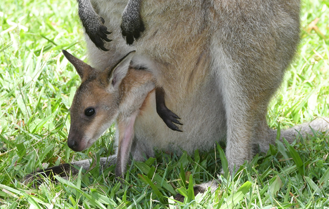 Red-necked Wallaby - Australia Zoo