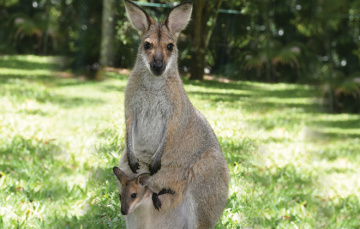 Red-necked Wallaby - Australia Zoo
