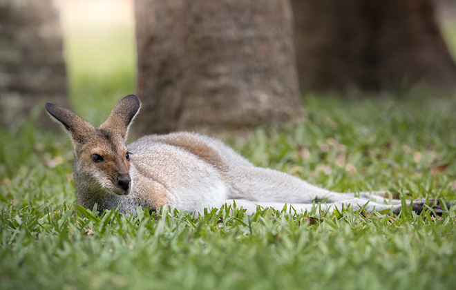 Red-necked Wallaby - Australia Zoo