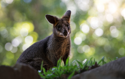 Swamp Wallaby - Australia Zoo