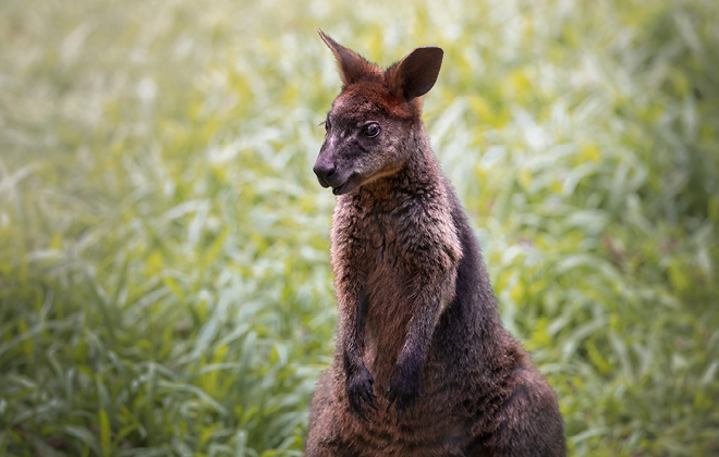 Swamp Wallaby - Australia Zoo