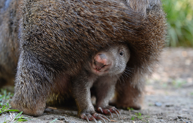 Common Wombat - Australia Zoo