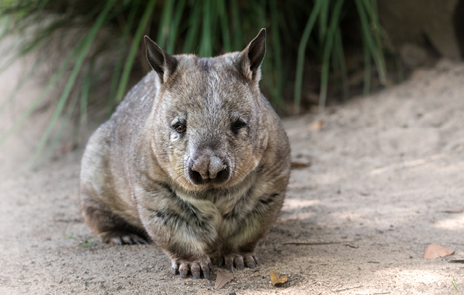 Southern Hairy-nosed Wombat - Australia Zoo