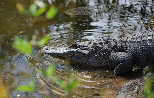 American Alligator - Australia Zoo