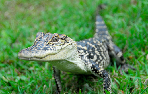 American Alligator - Australia Zoo