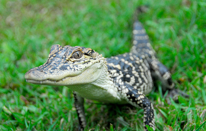 American Alligator - Australia Zoo