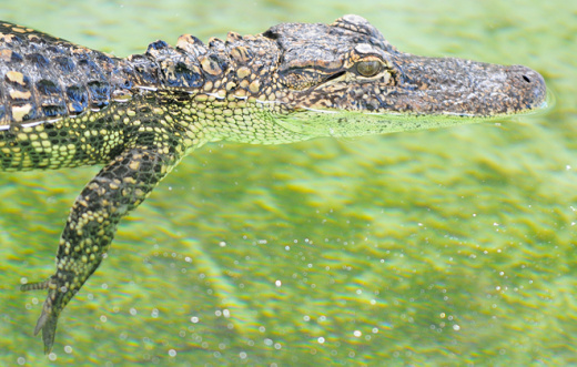 American Alligator - Australia Zoo