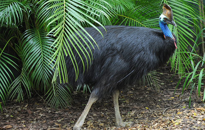 Cassowary - Australia Zoo