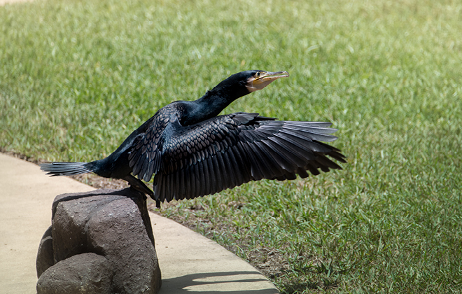 Great Cormorant - Australia Zoo