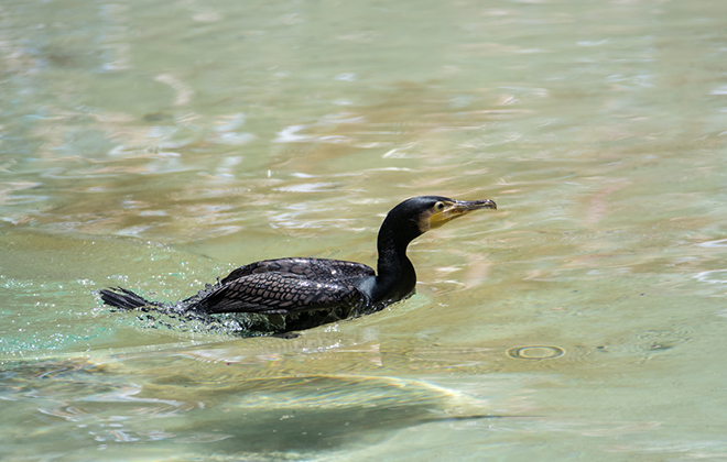 Great Cormorant - Australia Zoo