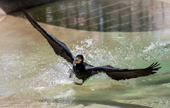 Great Cormorant - Australia Zoo