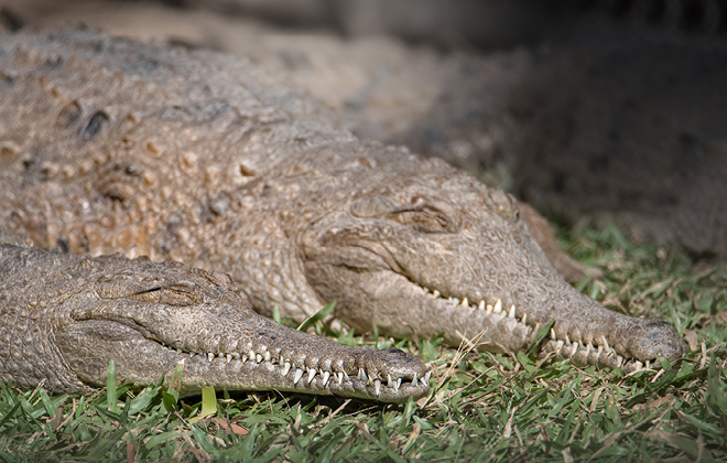 Freshwater Crocodile - Australia Zoo