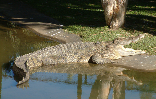 Saltwater Crocodile - Australia Zoo