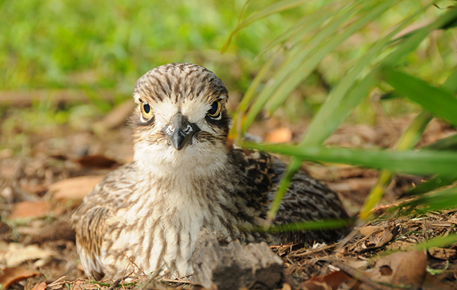 Bush Stone-curlew - Australia Zoo