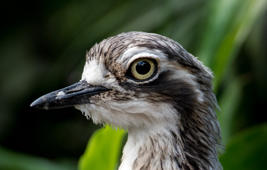Bush Stone-curlew - Australia Zoo