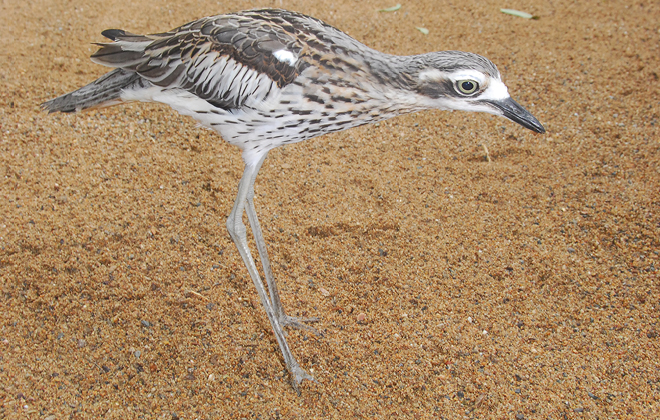 Bush Stone-curlew - Australia Zoo