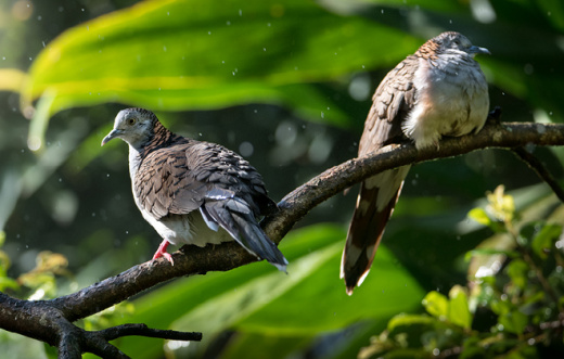 Bar-shouldered Dove - Australia Zoo