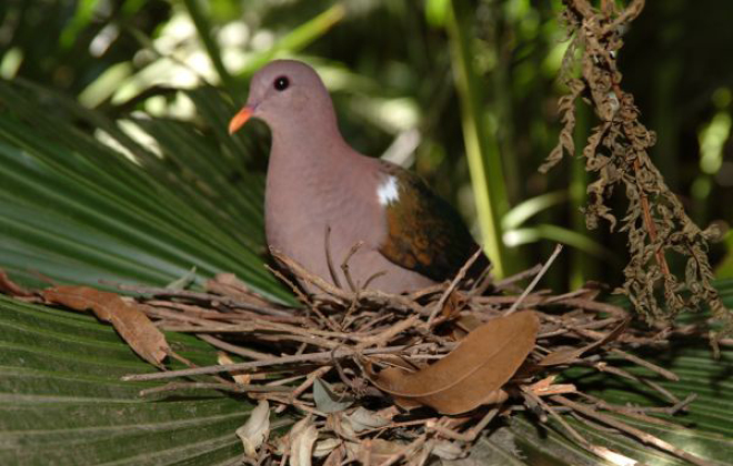 Emerald Dove - Australia Zoo