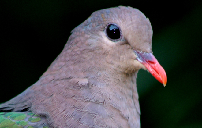 Emerald Dove - Australia Zoo