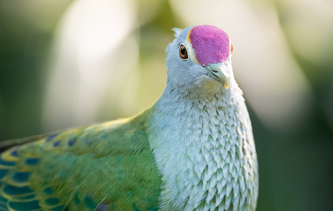 Rose-crowned Fruit-dove - Australia Zoo