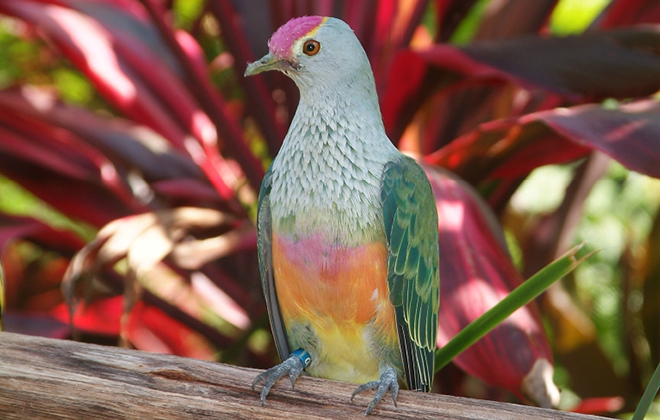 Rose-crowned Fruit-dove - Australia Zoo