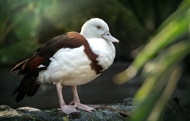 Burdekin Duck - Australia Zoo