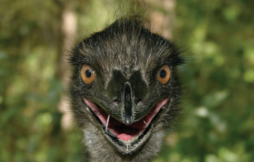 Emu - Australia Zoo