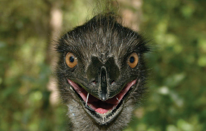 Emu - Australia Zoo