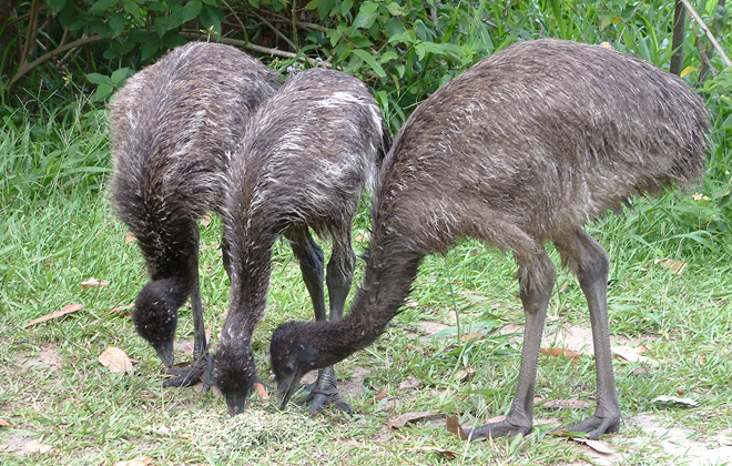 Emu - Australia Zoo