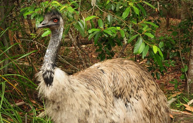 Emu - Australia Zoo
