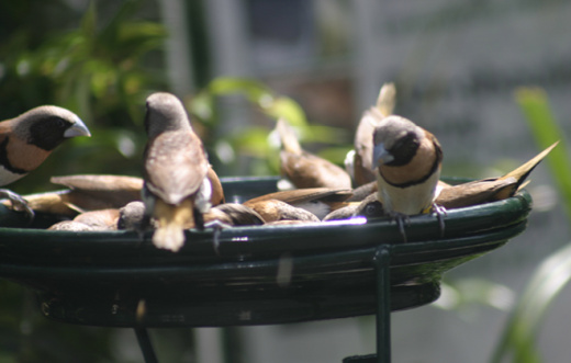 Chestnut-breasted Mannikin Finch - Australia Zoo