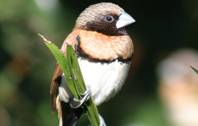Chestnut-breasted Mannikin Finch - Australia Zoo