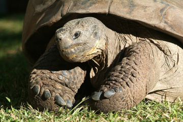 Harriet - Australia Zoo